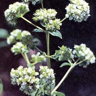 Sweet Marjoram